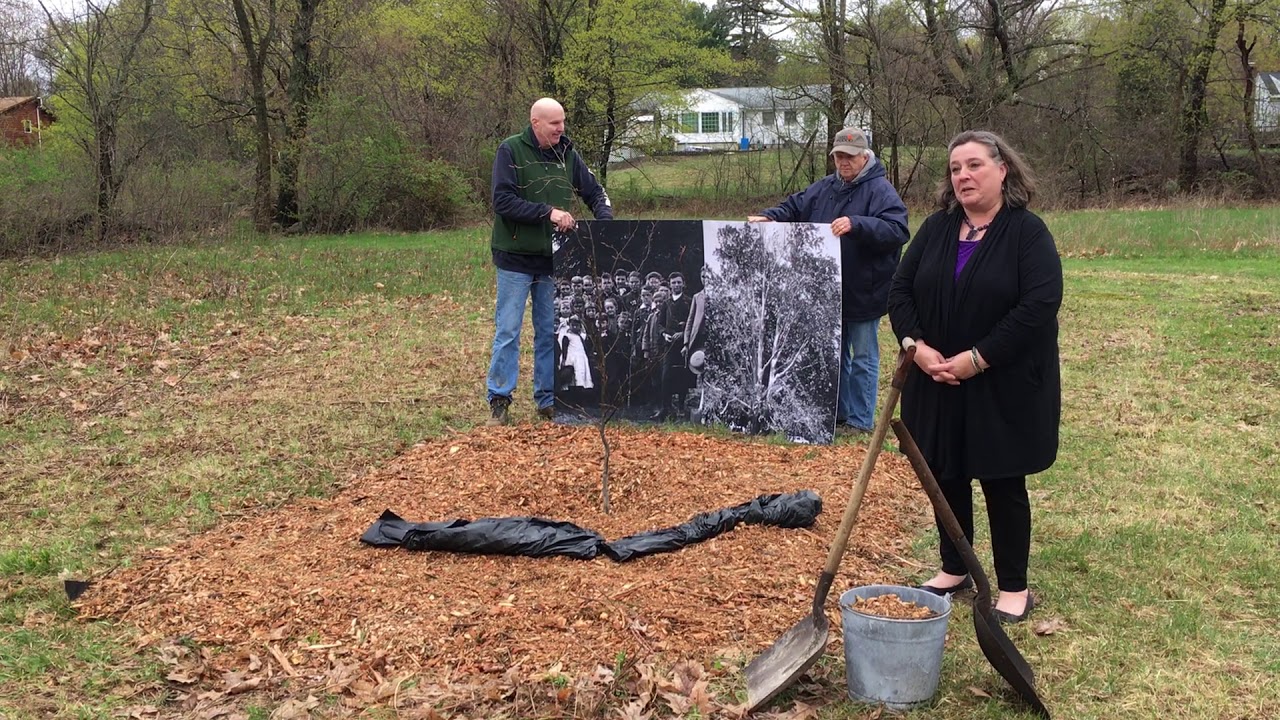 Purple beech tree sapling planting at Chelmsford Garrison House (5 of 5 ...