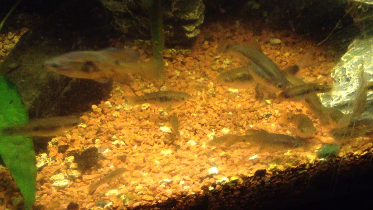 Limia vittata, Skiffia multipunctata & Phalloceros caudimaculatus ...