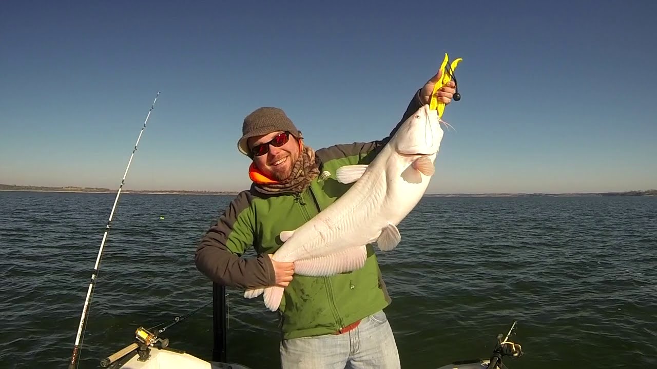 Albino Blue Catfish caught on video - YouTube