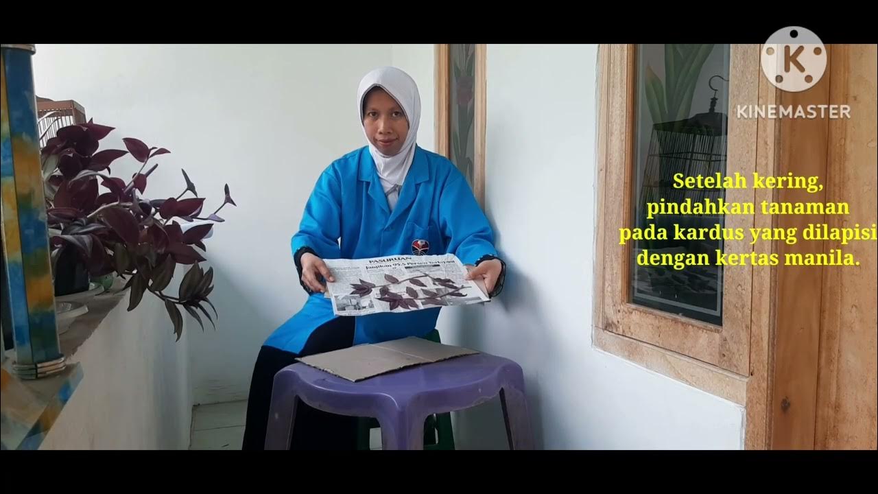 Herbarium dan Insektarium Tugas Laboratorium Biologi: Pengawetan Bimtek Kalab UPI - YouTube