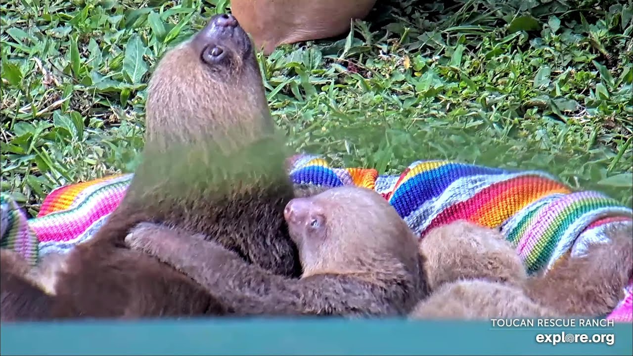 A basket of baby sloths, Binx & Nazli kissing - 01/25/24 - SlothTV via ...