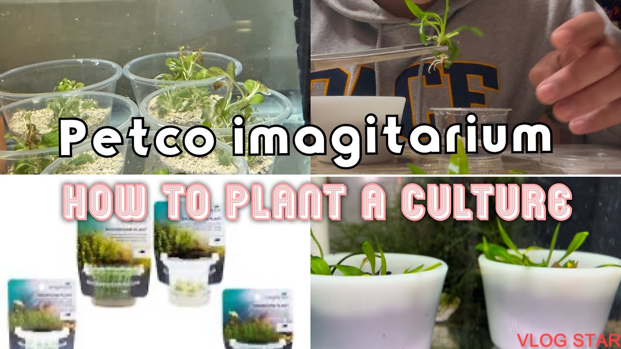 how to plant pet-smart top fin plant culture! Planting rotala vietnam ...