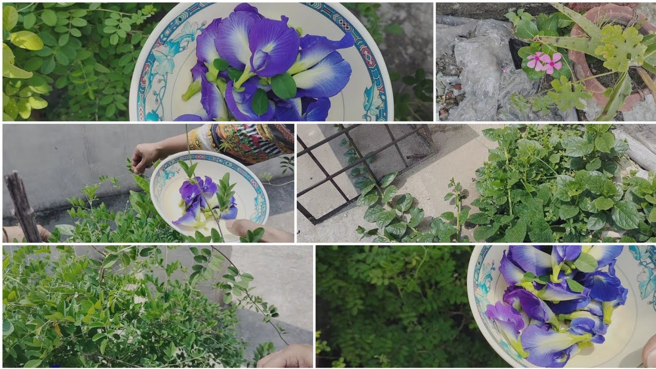 collecting butterfly flower from Chad bagan for morning butterfly tea😚 ...