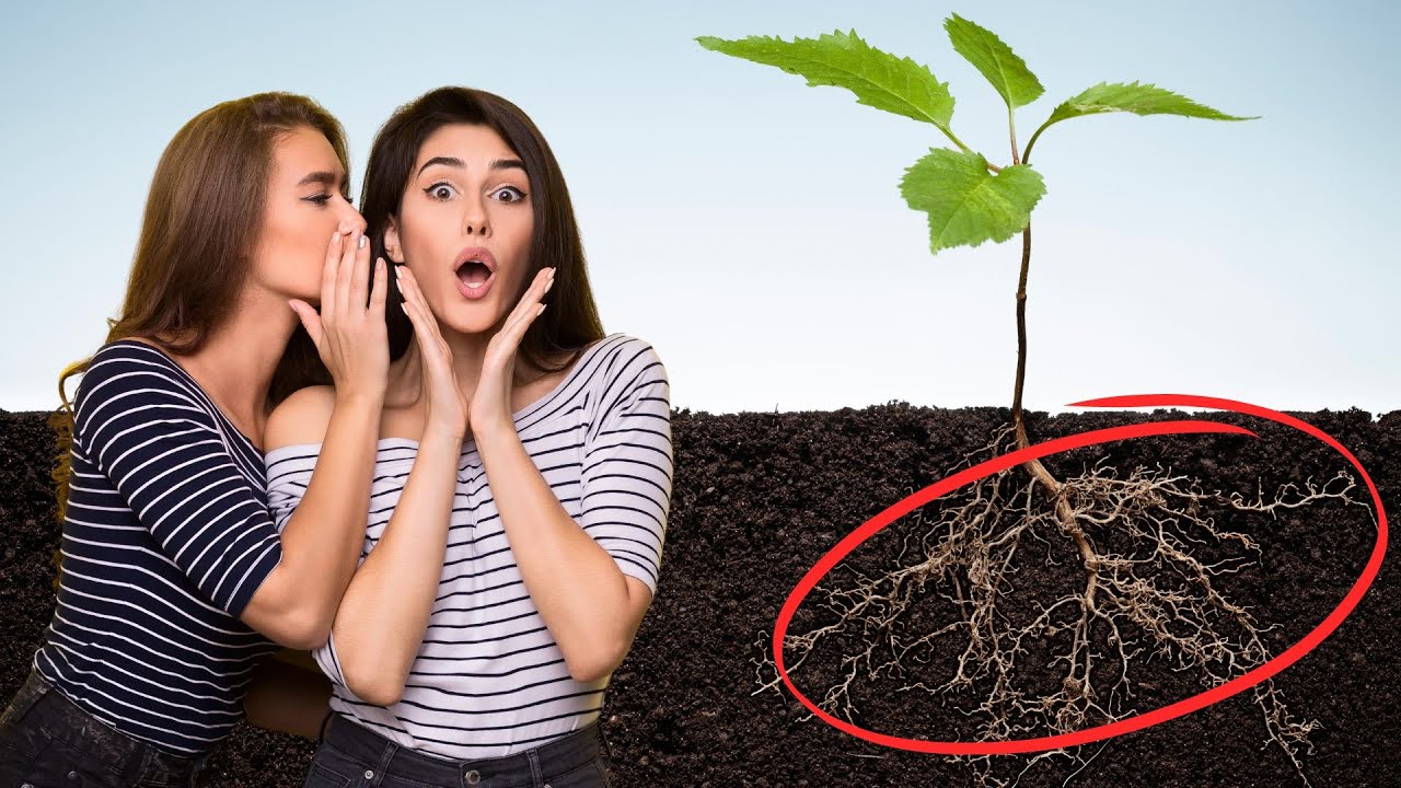 RADICARE qualsiasi ramo (1 INGREDIENTE) - YouTube