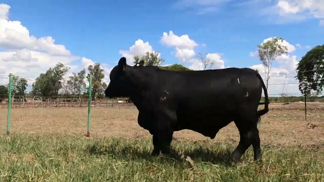 101 J - Toro Brangus Rojo Semental del Rancho Los Nogales - YouTube