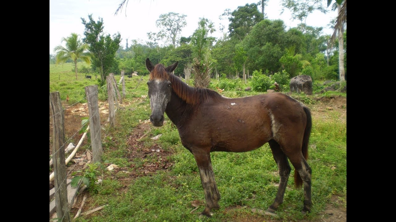 Raças de Cavalos - O Cavalo Pangaré - YouTube