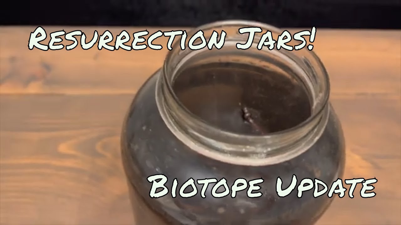 Resurrection Jars and Costa Rican Biotope Update - YouTube