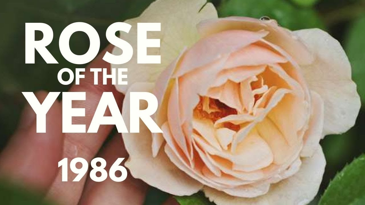 Gentle Touch - Rose Of The Year - 1986 | EVERBEE GARDENING - YouTube