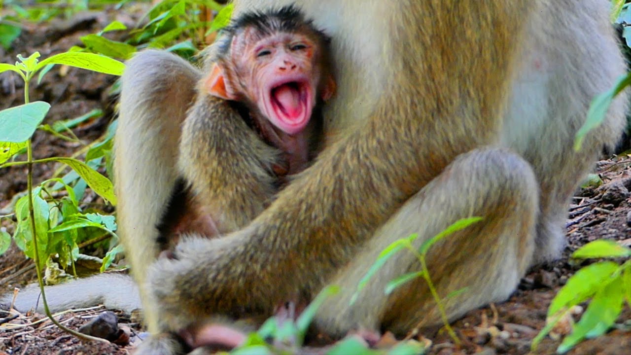 OMG !Poorest baby tiny monkey JESSY has feel hungry milk -look her is ...