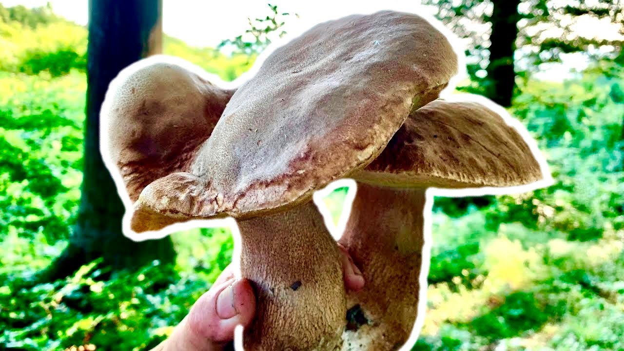 Giant Bolete, Grande Porcini - Mushroom Foraging | Pilze | - YouTube