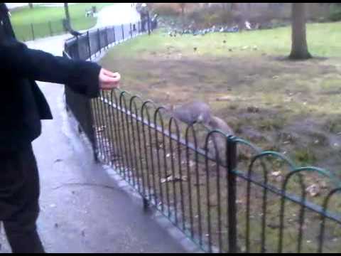ANGRY SQUIRREL ATTACKS - YouTube