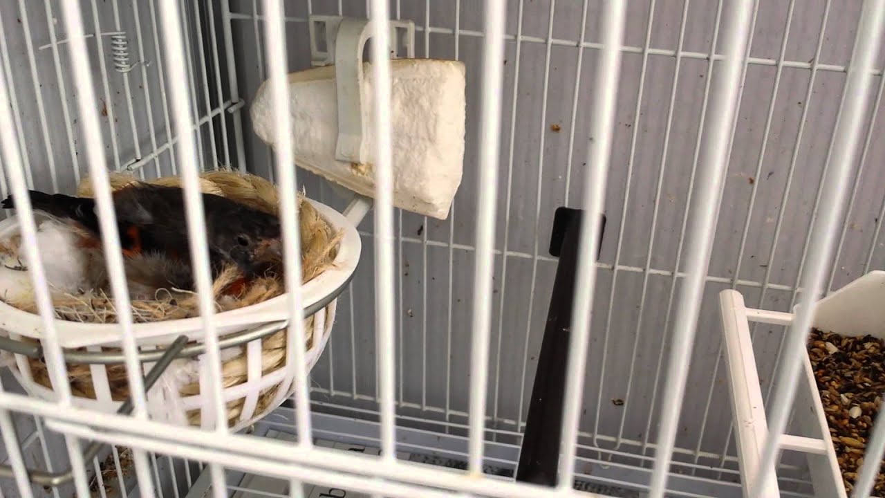 Canary breeding season 2014 - YouTube