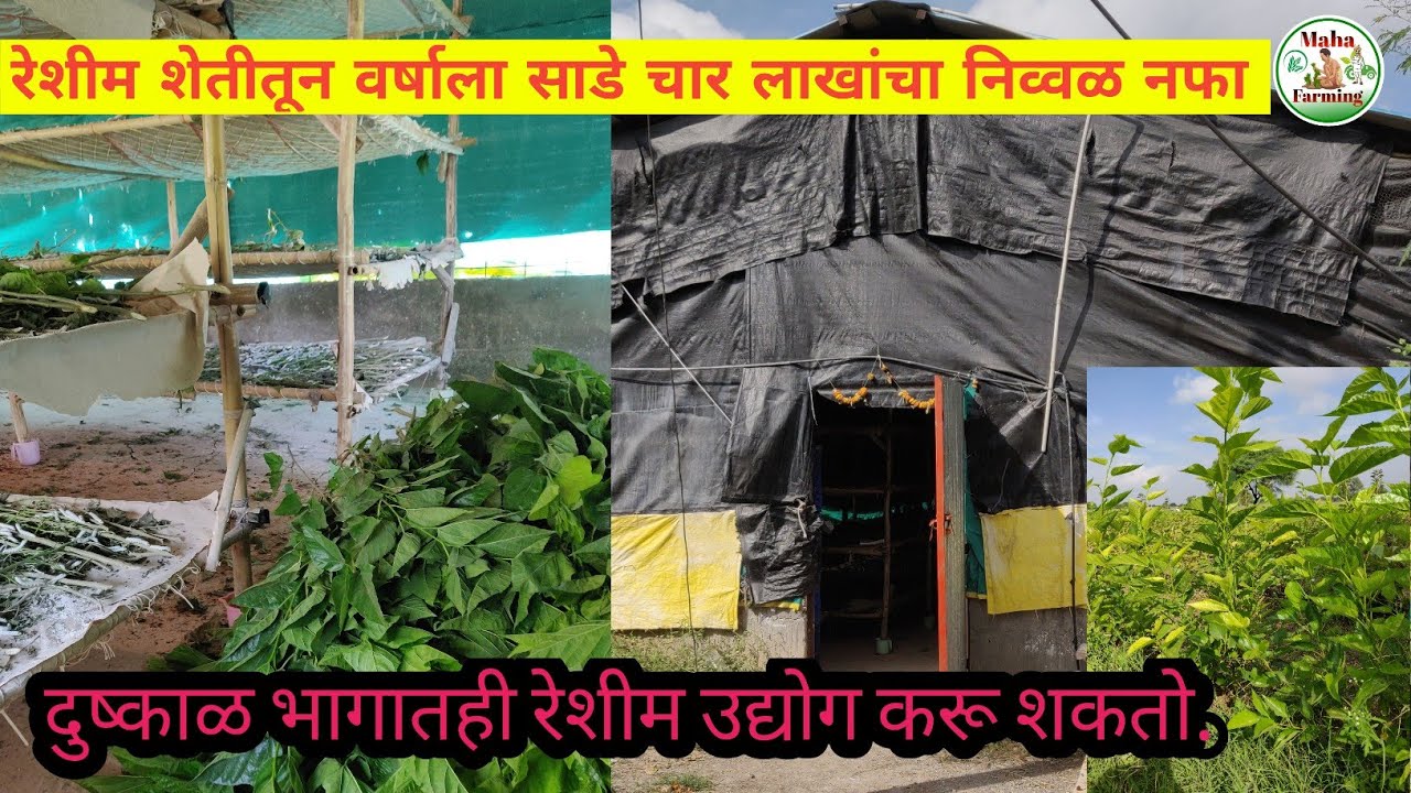रेशीम शेती करून कमावतात वर्षाला साडे चार लाखांचा निव्वळ नफा | Reshim ...