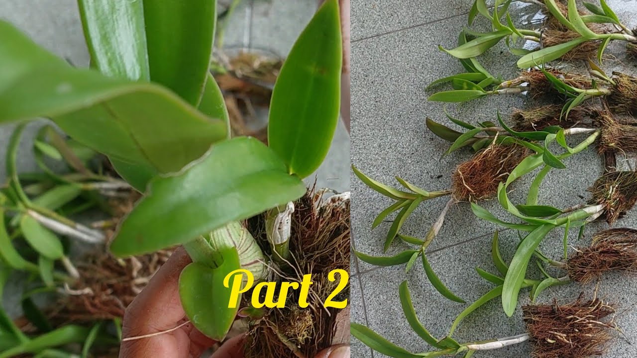 mudah bertani anggrek fsr/ panen anggrek remaja tre in one - YouTube