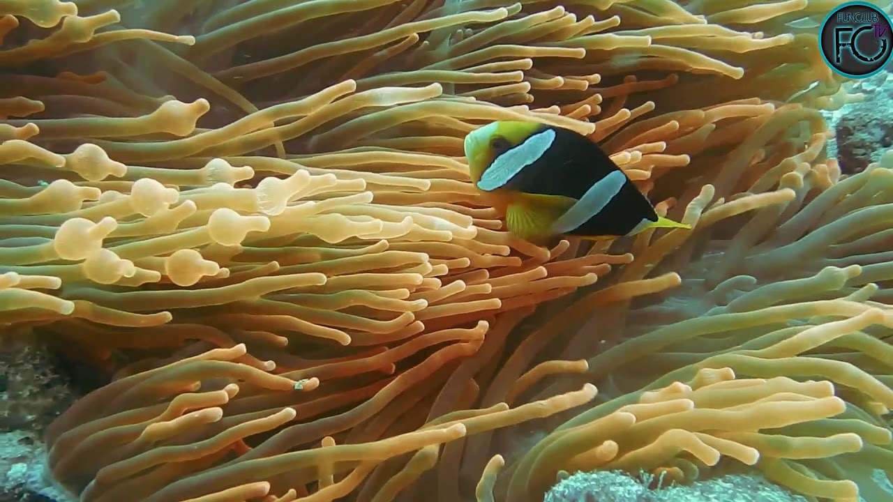 Amazing Fish in water Relaxing HD - YouTube