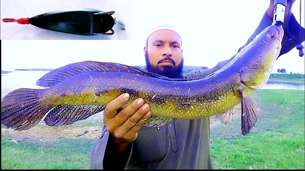 Snakehead fishing ||samal fish catching||ब्लैक दुश्मन फ्रॉक का जादू ...
