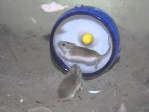 Perdido beach mice at the E.O. Wilson Biophilia Center - YouTube
