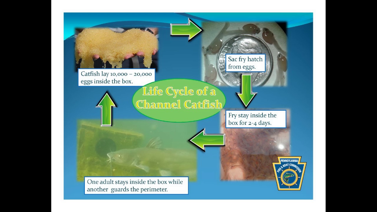 Bessemer Lake Channel Catfish Spawning Box - YouTube