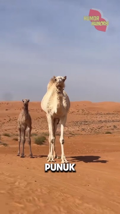 Fakta Tentang Unta Yang Jarang Orang Ketahui #youtubeshorts #shortsviral #faktadunia #unta - YouTube