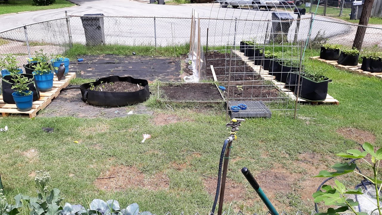 Quick garden update - YouTube