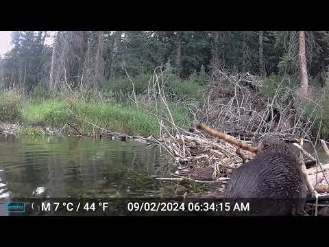 Beavers building a dam Trail Camera - YouTube