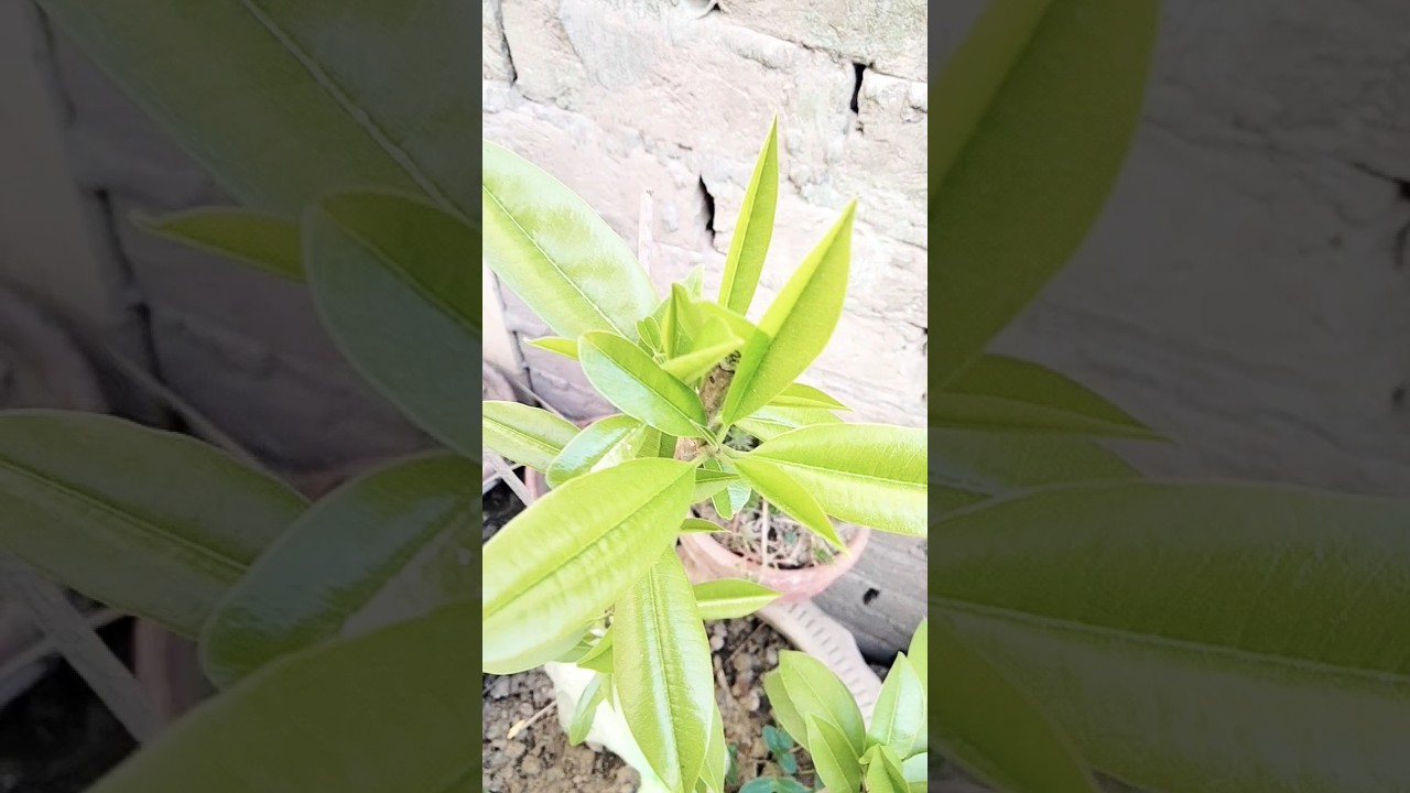 cheeku plant #beautifull #mashaallah #terracegardening - YouTube