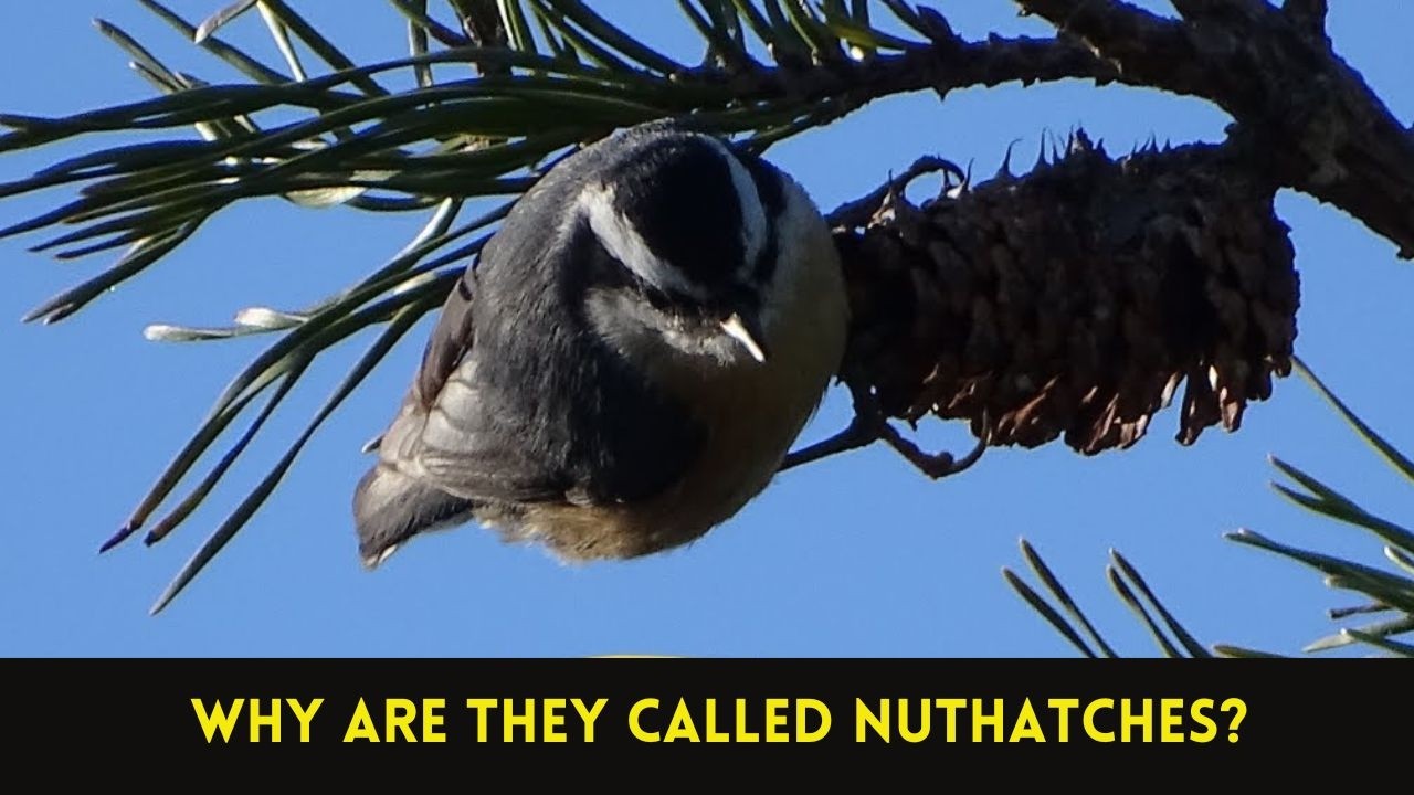 Get To Know Nuthatches! - YouTube