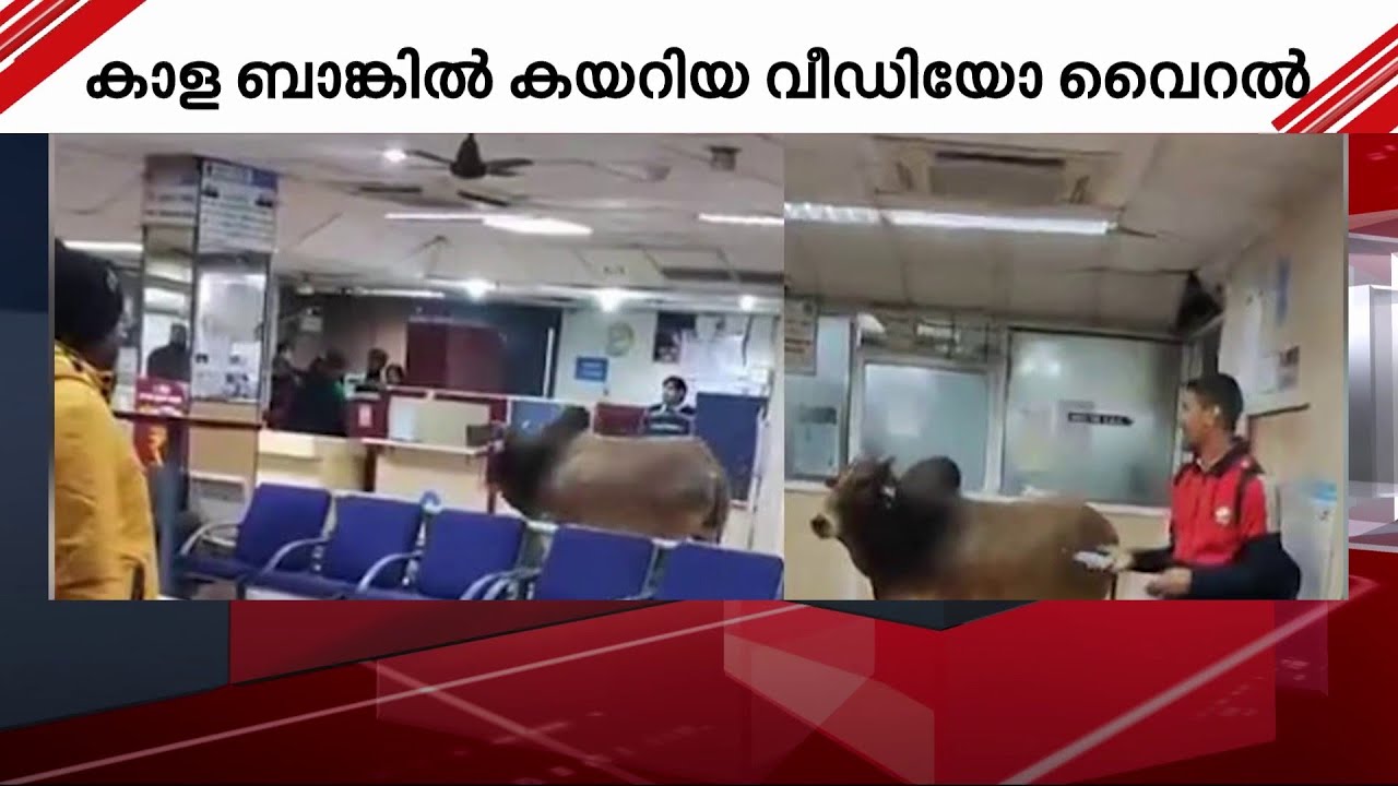 'ദേ ബാങ്കിനുള്ളിൽ കാള' ; വീഡിയോ സോഷ്യൽ മീഡിയയിൽ വൈറൽ | Bull | Viral ...