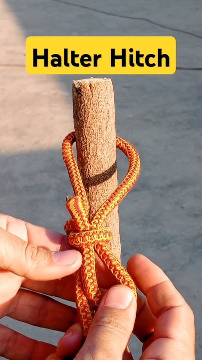 How to Tie a Halter Hitch Quick Release Knot #short #rope #knot #skills #ideas - YouTube