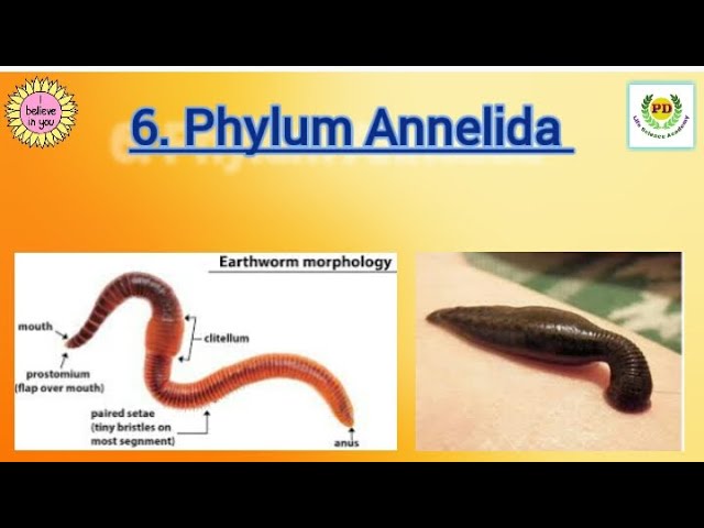 Phylum Annelida Leech