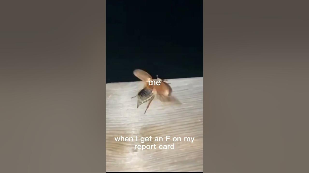 Me When Get An F On My Report Card goofy cockroach loud YouTube me-when-get-an-f-on-my-report-card-goofy-cockroach-loud-youtube