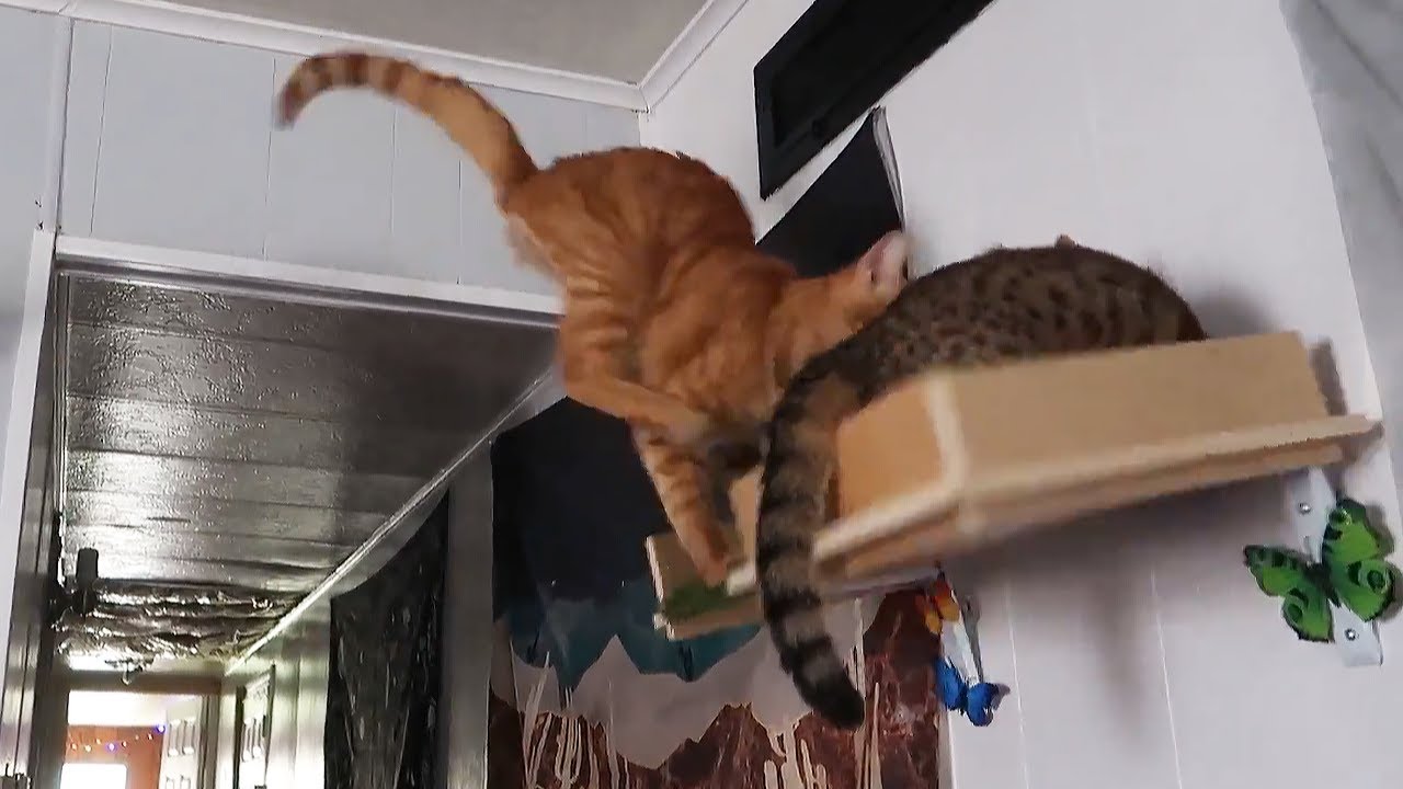 Cat wakes up kitten in epic shelf collapse - YouTube