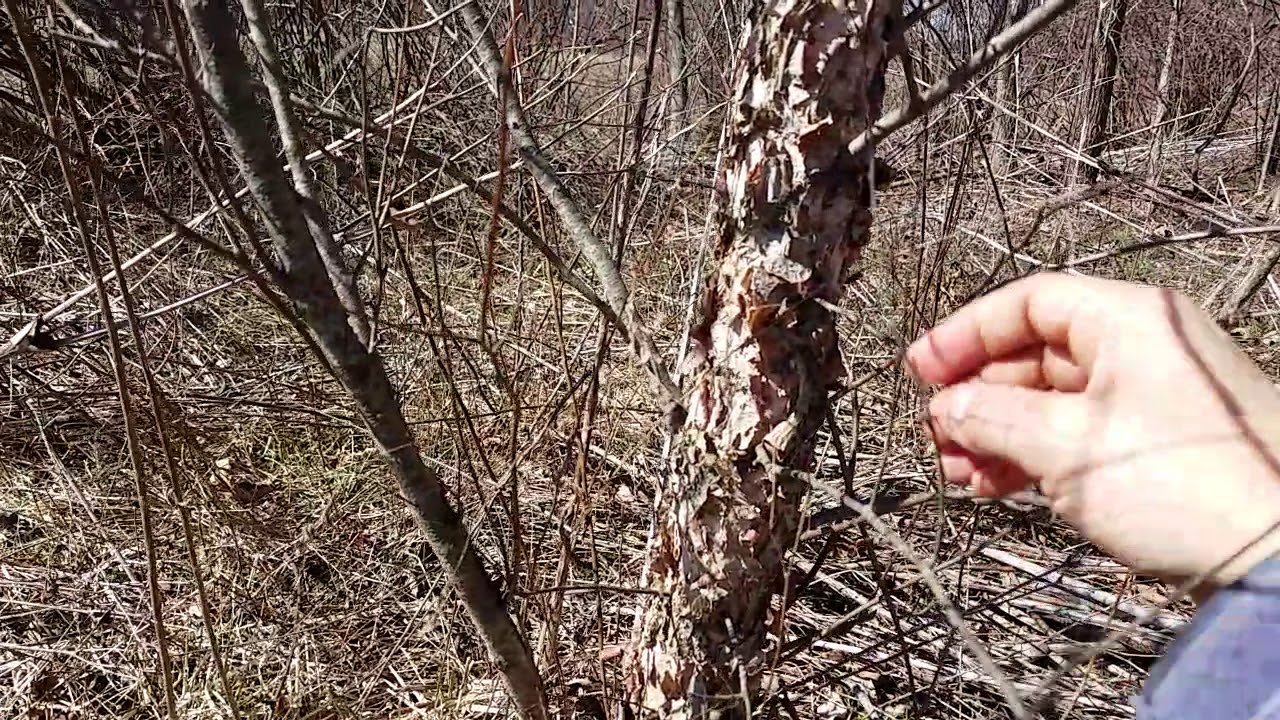 Fast growing River Birch - YouTube