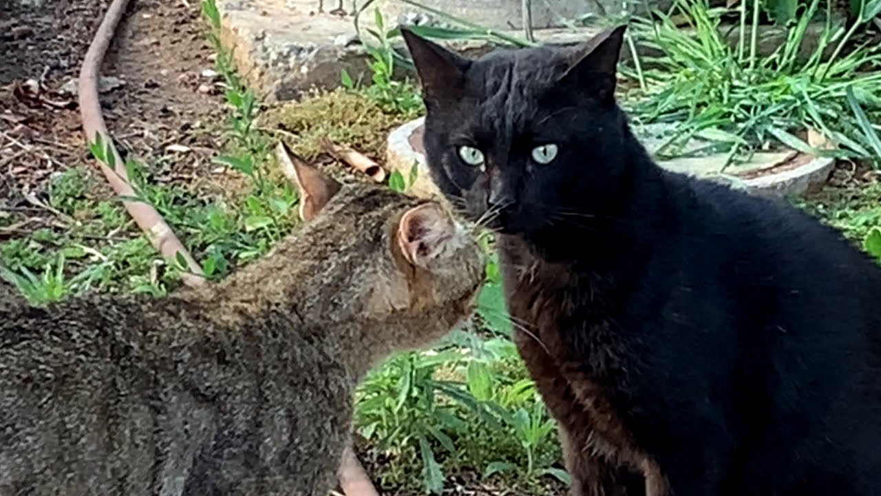Two cats growling!!! Is it a love song or battle cry ? - YouTube