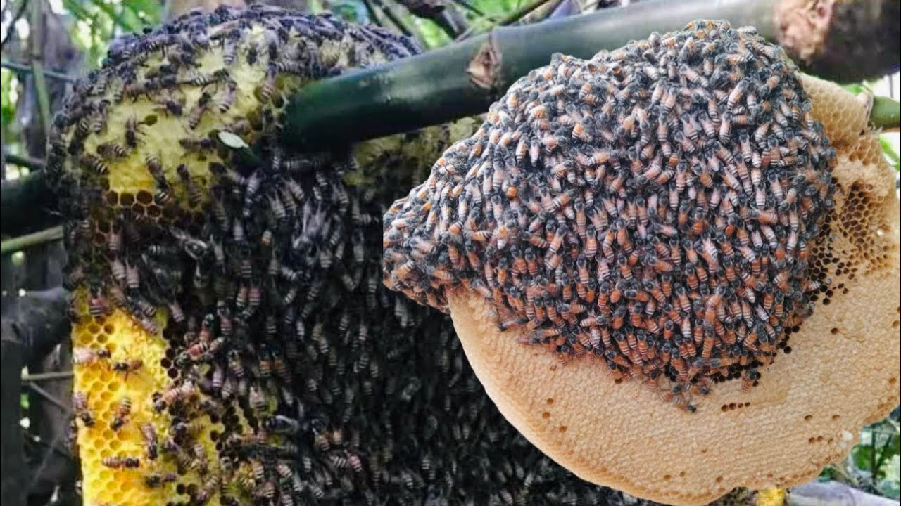 The easiest way to get bees - YouTube