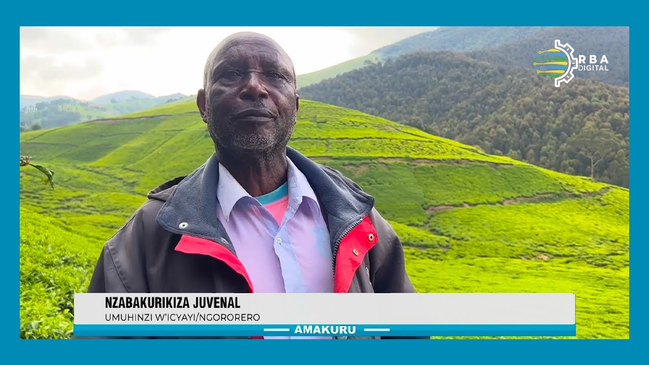 Ngororero: Guhinga icyayi bimwinjiriza miliyoni 5 ku kwezi | Ubuhamya ...