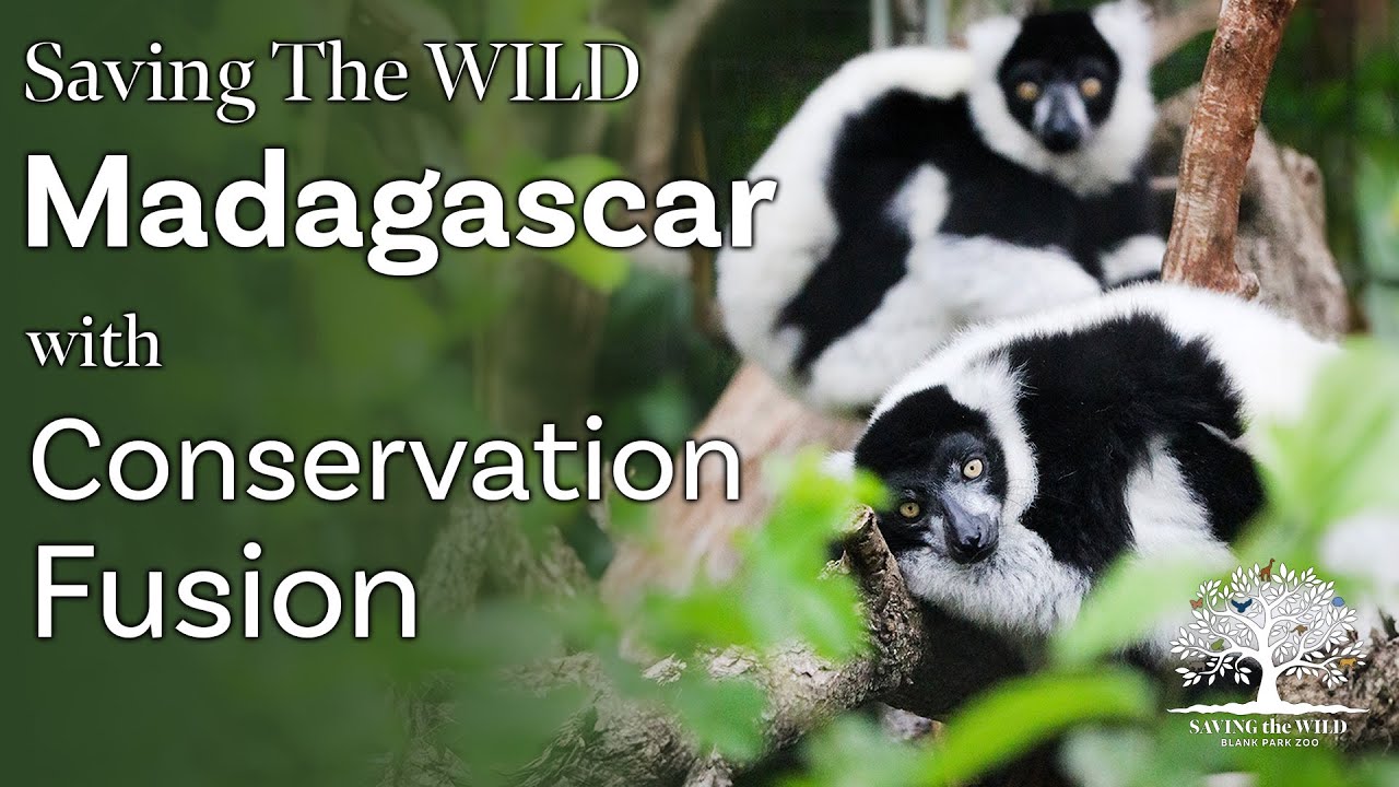 Saving the WILD with Conservation Fusion - YouTube