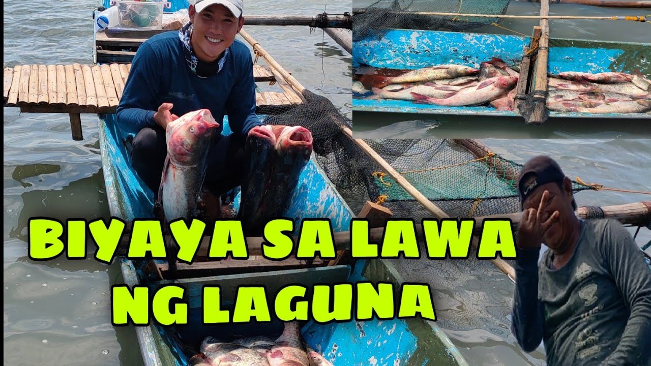 BIGHEAD CARP | FISH TRAP IN LAGUNA LAKE | SUMMER SEASON- NAGLABASAN NA ...