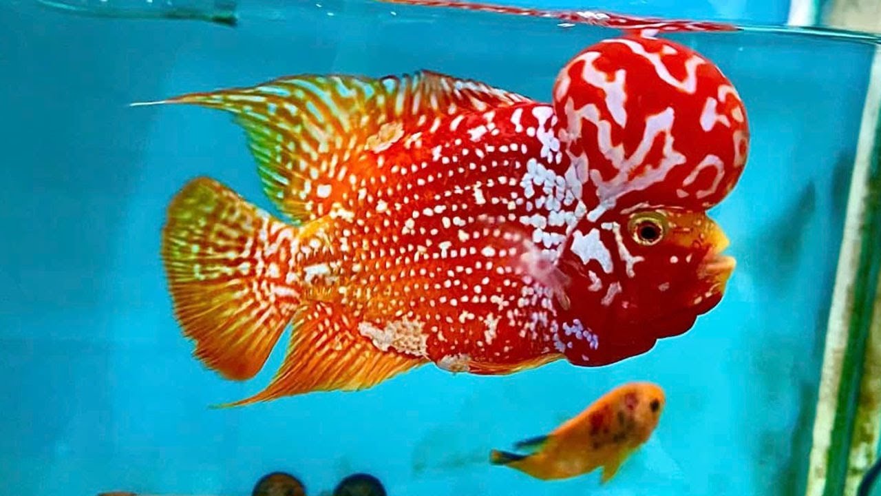 Beautiful color flowerhorn fish and best aquarium - YouTube