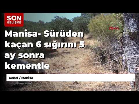Manisa- Sürüden kaçan 6 sığırını 5 ay sonra kementle yakaladı
