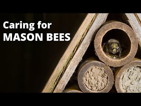 Do Mason Bees Live In Northern California