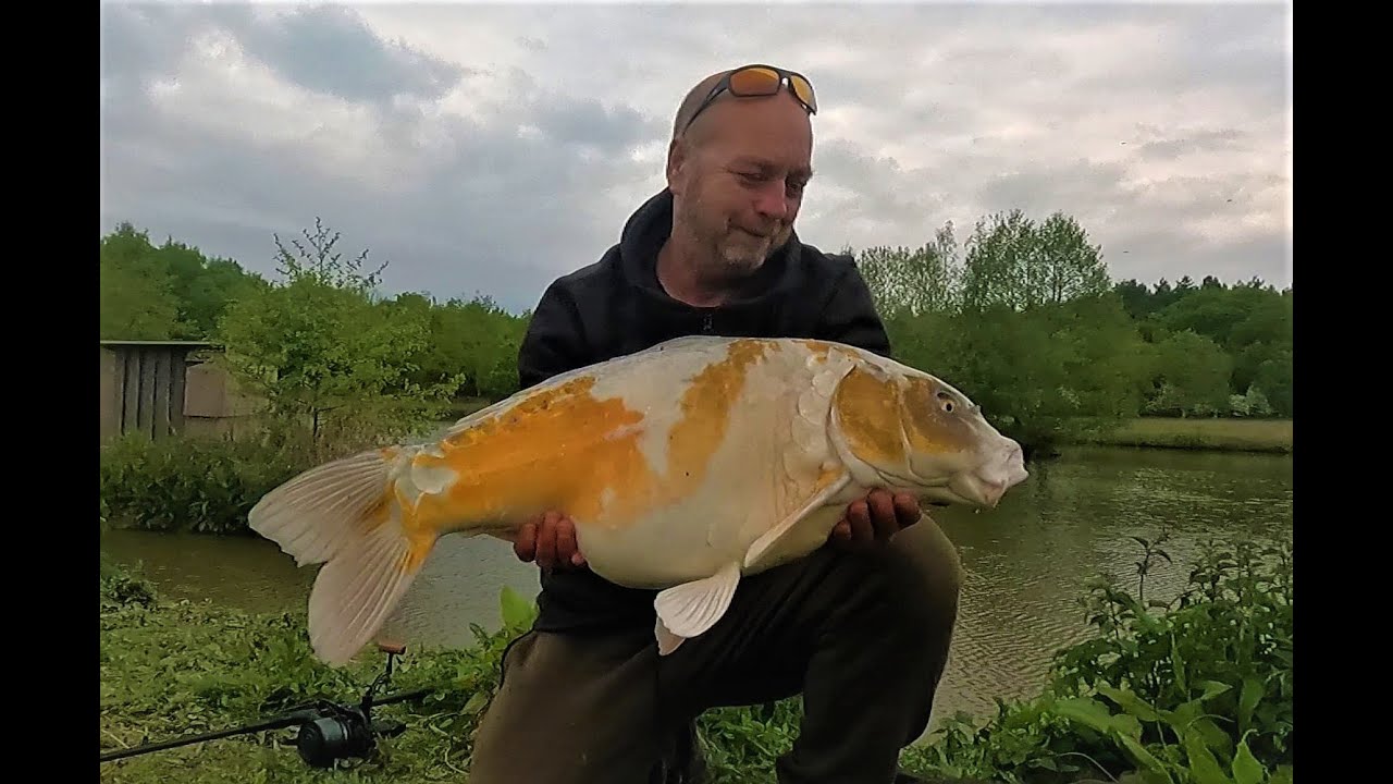 Carp fishing - Catching Carp and a stunning Koi - YouTube