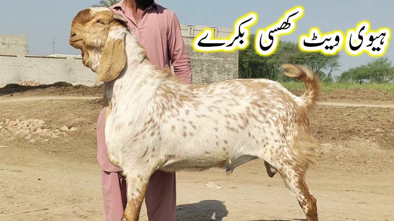 biggest goat makhi chena khasi bakre | Qurbani 2023 |6 March 2023 ...
