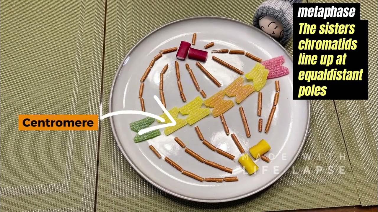 Cell division (both mitosis and meiosis) stop motion video - YouTube