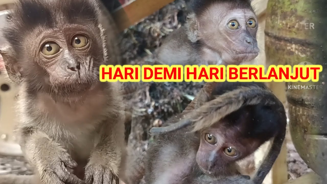 HARI DEMI HARI BERLANJUT, MOMON PUN TIDAK ADA PERUBAHAN - YouTube