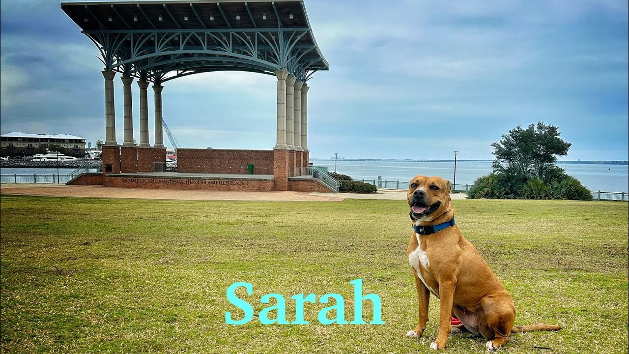 2.5yo Black Mouth Cur mix (Sarah) Urban K9 | Best Dog Trainers in ...
