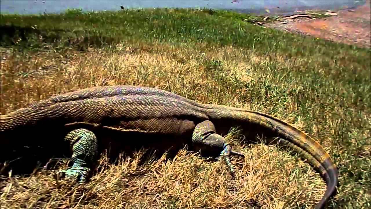 Nile Monitor Miles Eating Rat Outside :D - YouTube