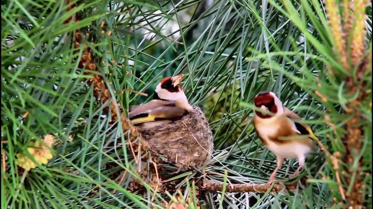 La bellezza dei Cardellini in natura 🕊️🐣 - YouTube