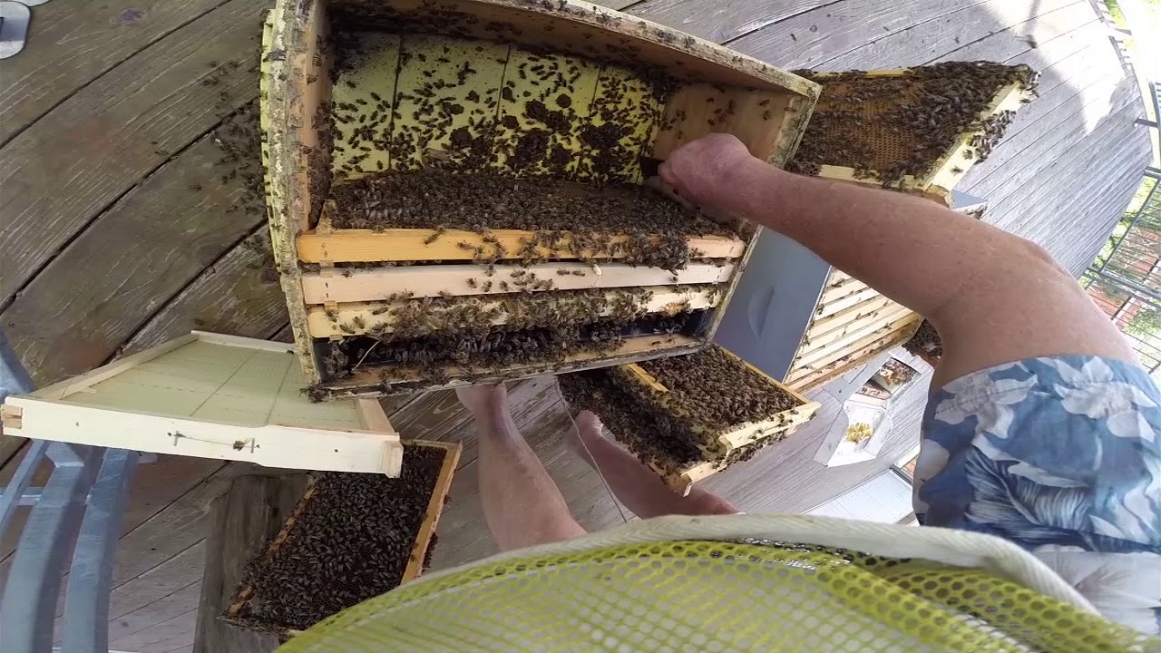 Working backyard bees barefoot - YouTube