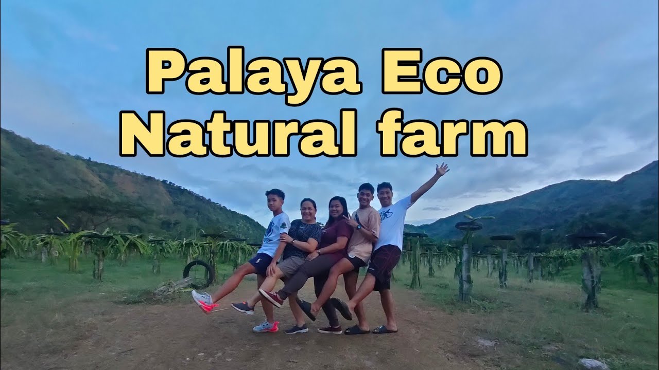 Dragonfruit Farm Palaya Eco Natural Farm Tanay Rizal - YouTube